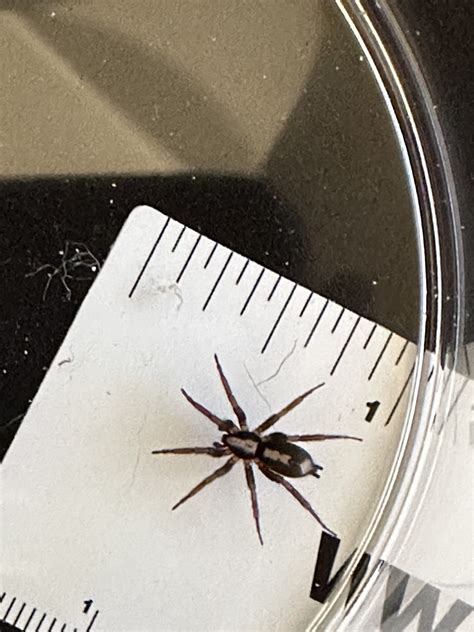 Herpyllus Ecclesiasticus Eastern Parson Spider In Nebraska United States