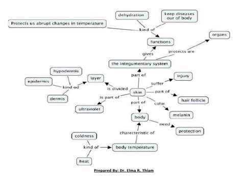 Module 11 A Concept Map Integumentary System Pdf