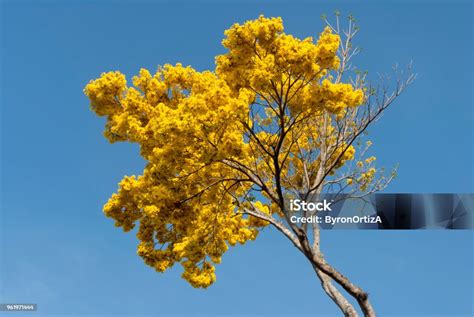 Tropical Flower Palo Blanco Abebuia Donnellsmithii Guatemala Stock