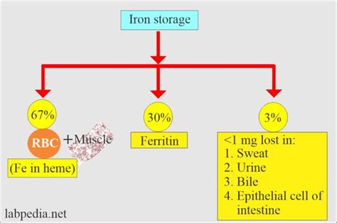 Iron Metabolism Total Iron Binding Capacity Tibc Transferrin And Transferrin Saturation