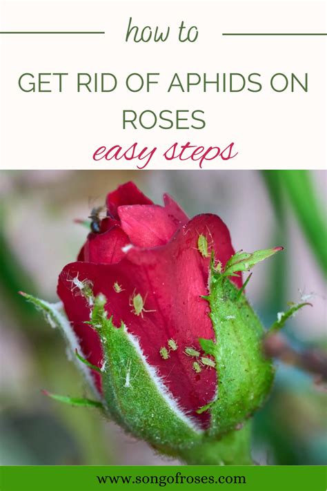 Eliminating Aphids On Roses A Step By Step Guide Artofit