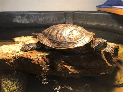 Do My Res Eyes Look Puffy Rturtle