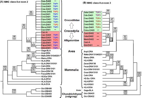 Table 1 From Selection And Trans Species Polymorphism Of Major Histocompatibility Complex Class
