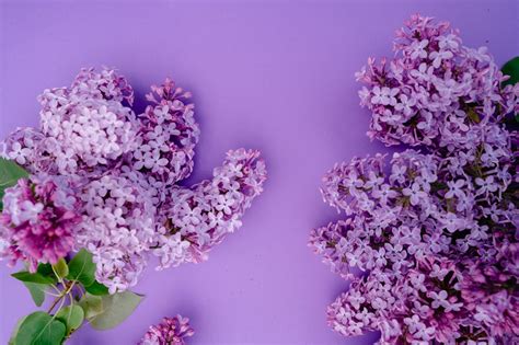 관상용 식물 꽃 꽃꽂이 꽃무늬 꽃이 피는 꽃잎 나뭇잎 다발 라벤더색 라일락 무성한 배경 배열 보라색 봄 부케 색깔 생생한 선명한 시린 구르