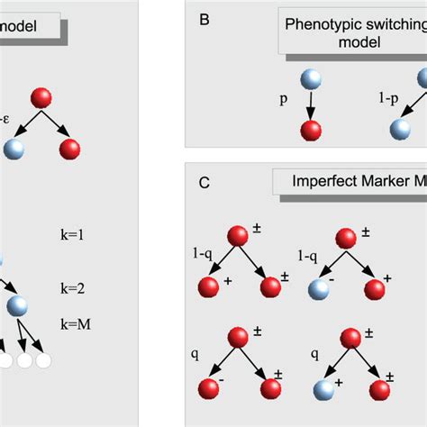 Models A In The CSC Model CSCs Red Can Divide Symmetrically Download Scientific Diagram