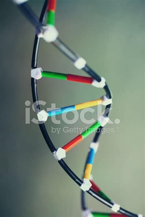 Dna Strand Stock Photo Royalty Free FreeImages