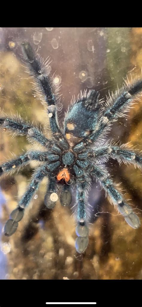 Can Anyone Sex My C Versicolor R Tarantulas