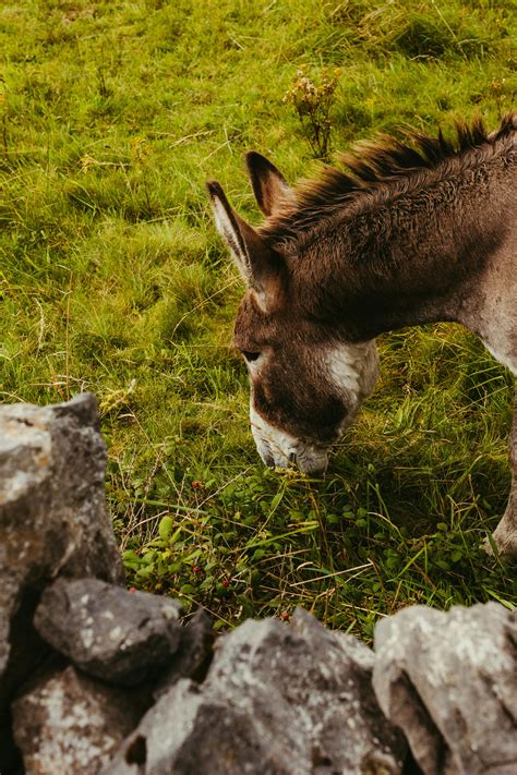 2 000 000 ภาพถ่าย ภาพการ์ตูนขอบคุณน่ารักๆ ที่ดีที่สุด · ดาวน์โหลดฟรี 100 · ภาพถ่ายสต็อก Pexels