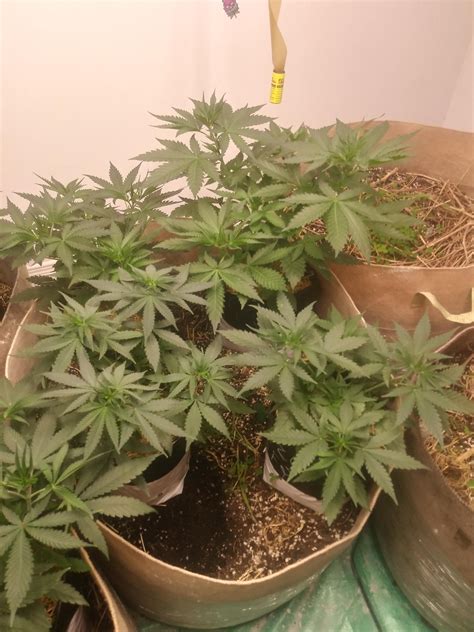Got Clones Cut Gonna Sex The Moms This Week While The Clones Root R Guawicolabs