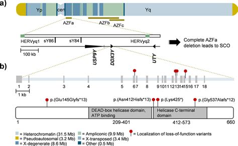 Overview of the Y-chromosomal azoospermia factor A region a Schematic ...