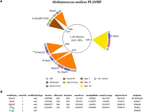 Frontiers Complete Genome Assembly And Methylome Dissection Of Methanococcus Aeolicus Pl15 Hp