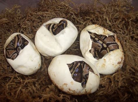 Hatching Ball Pythons 5 By The Shiznite On Deviantart Hatching Ball Pythons 5 By The Shiznite On Deviantart