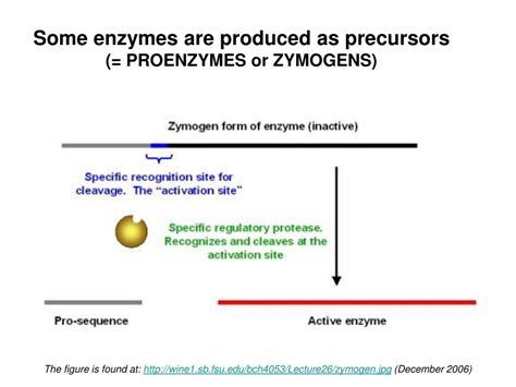 Ppt Enzymes Powerpoint Presentation Free Download Id 5413618