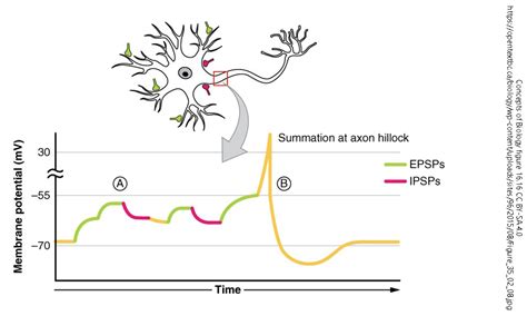 spatial and temporal summation introduction to neuroscience