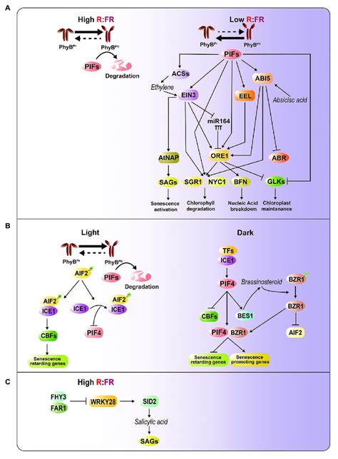 Intricate Regulatory Interactions Between Light And Hormone Signaling