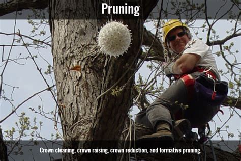 Services Northeast Tree Inc