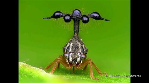 Hatim Khan 🗺️ حاتم خان On Linkedin Treehopper World Africa America Asia Australia