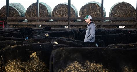 Traceability Divides Us Cattle Producers