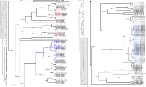 Phylogenetic Trees Constructed From I Bi And Ii Ml Methods Using
