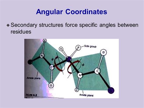 Class 7 Protein Secondary Structure Ppt Download