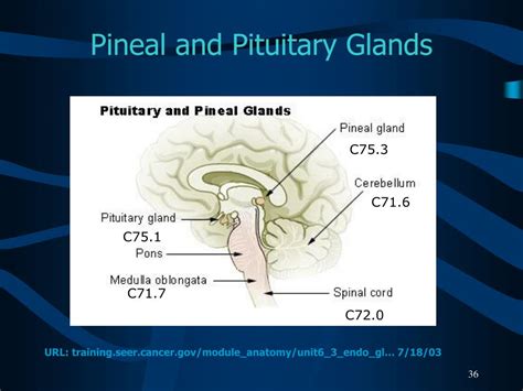 Ppt Data Collection Of Primary Central Nervous System And Intracranial Tumors Powerpoint