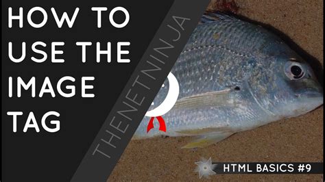 HTML Tutorial For Beginners The Img Tag YouTube