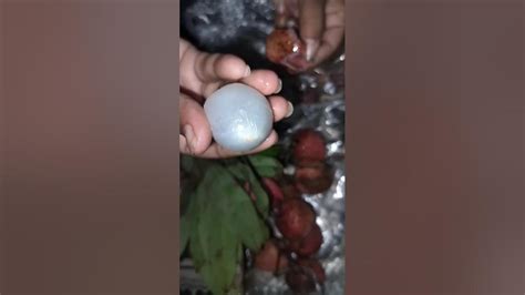 Lichii Short Shortvideo Youtubeshort Lichi Trending Ytshort Yummy Foods Yts Feeds Food