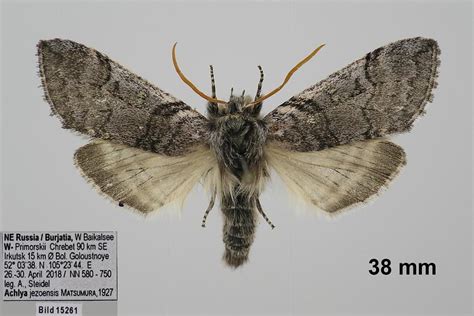 Achlya Flavicornis Lepiwiki