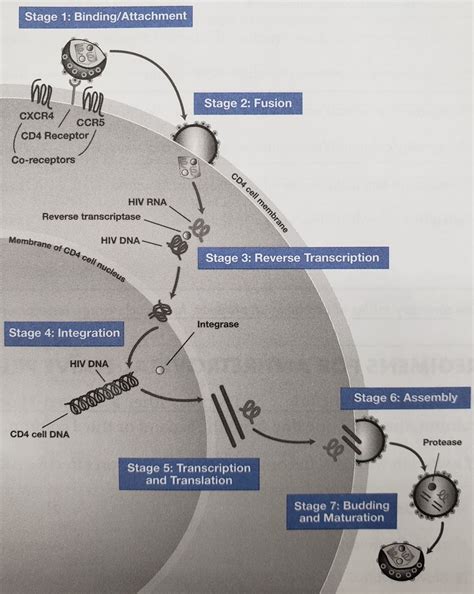 Hiv Life Cycle Diagram Quizlet