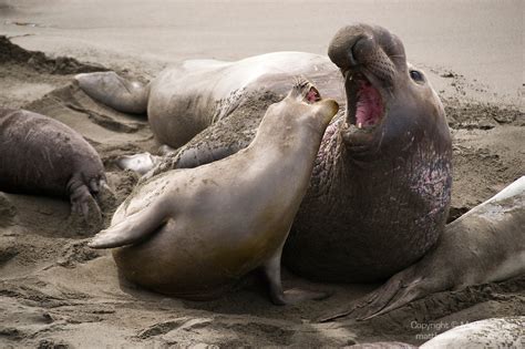 Elephant Seal Mating