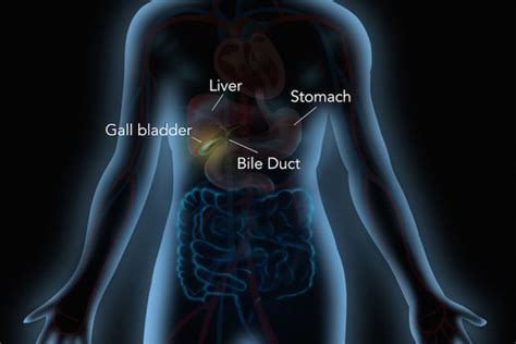 What Does The Gallbladder Do Dana Farber Cancer Institute