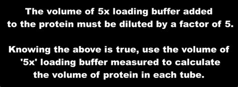 The Volume Of 5x Loading Buffer Added To The Protein Must Be Diluted By A Factor Of 5 Knowing