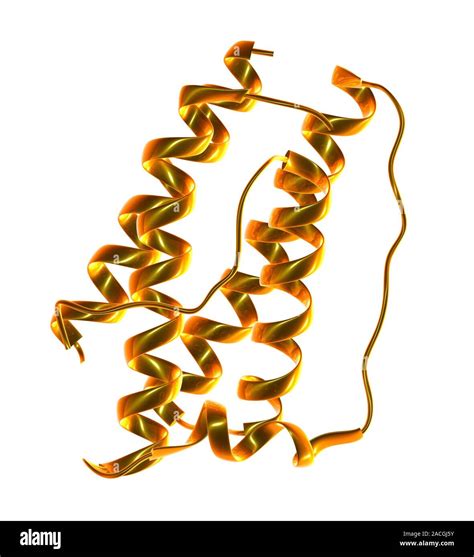 Leptin Computer Model Showing The Secondary Structure Of The Hormone Leptin This Hormone Is