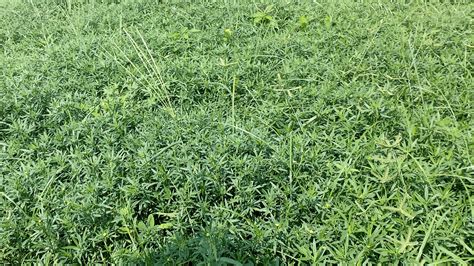 Stylo Grass Cultivation कमी पाण्यातही येणारे स्टायलो गवतstylo Grass