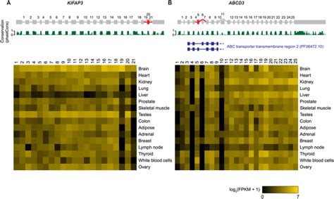 Predicted Splice Graph And Splice Junction Expression For Kifap3 And Download Scientific