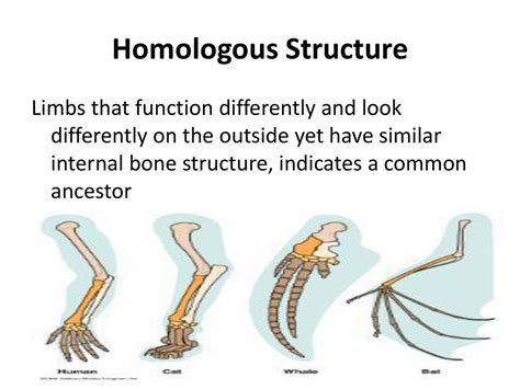 Genetics Vocab Quiz When Class Starts Ppt Download