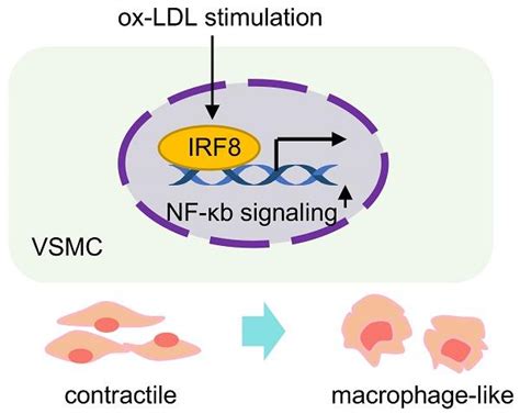 Theranostics On Linkedin Re Analysis Of Single Cell Transcriptomics Reveals A Critical Role Of…