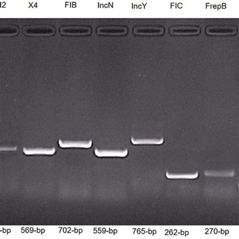 Detection Of Plasmid Replicon Types In Multidrug Resistant E Coli Download Scientific Diagram