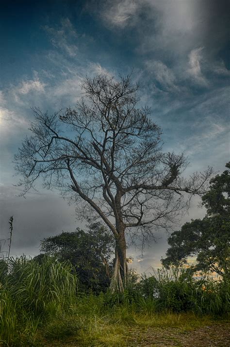 Free Photo Brown Tree Clouds Countryside Dark Free Download Jooinn
