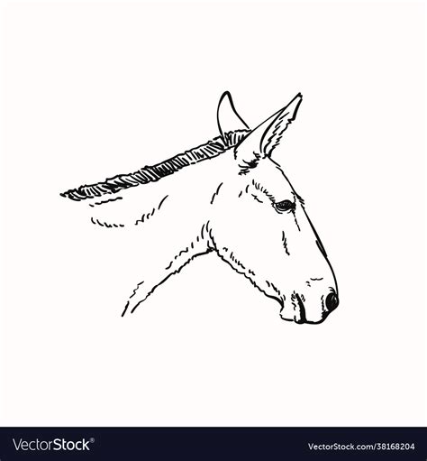 Mule Drawing
