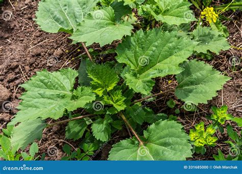 Heracleum Cow Parsnipparsnip Green Large Leaves Of A Fast Growing