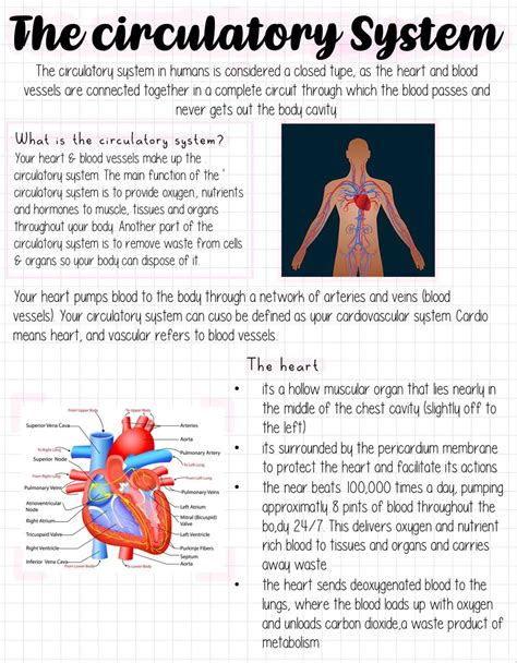 Cardiovascular System Notes Medical School Essentials Medical School Motivation Medical