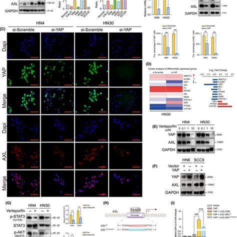 A Positive Correlation Between Yes‐associated Protein Yap And Axl Is