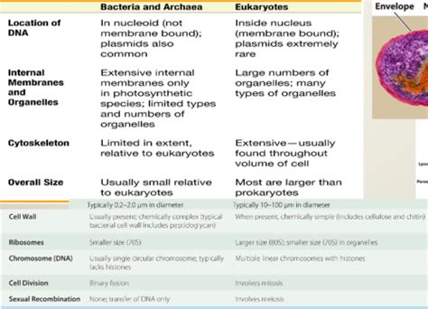 Lecture B Ch Cell Structure And Function Flashcards Quizlet