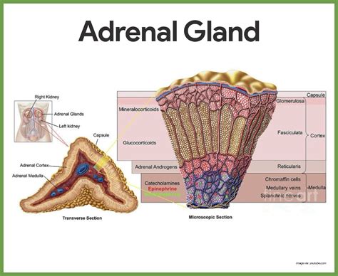 Adrenal Cortex Diagram