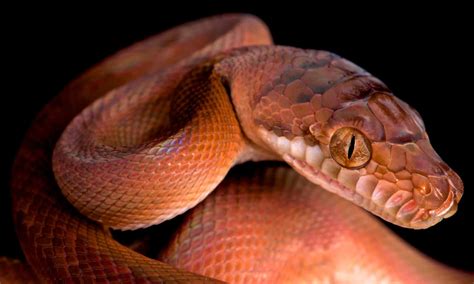Pygmy Python Animal Facts A Perthensis A Z Animals