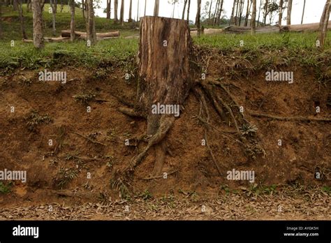 Roots of a tree show up in the soil profile Woods in Mauá Brazil Stock Photo Alamy