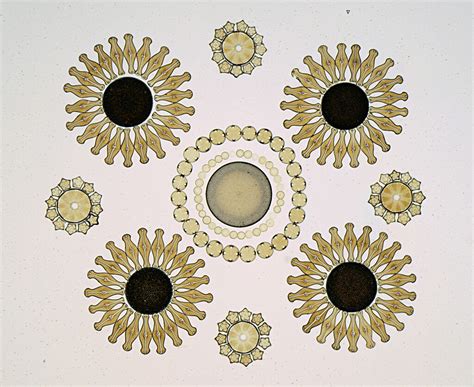 Klaus Kemp In Memoriam Cleaned Diatom Samples For Microscopy