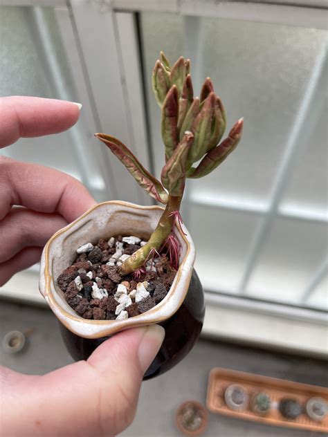 Stem Darkening And Aerial Roots R Succulents