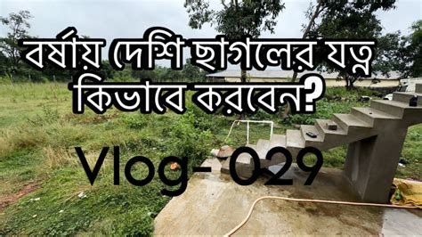 বর্ষায় দেশি ছাগলের যত্ন কিভাবে করবেন ঝাড়গ্রামে দেশি ছাগলের খামার